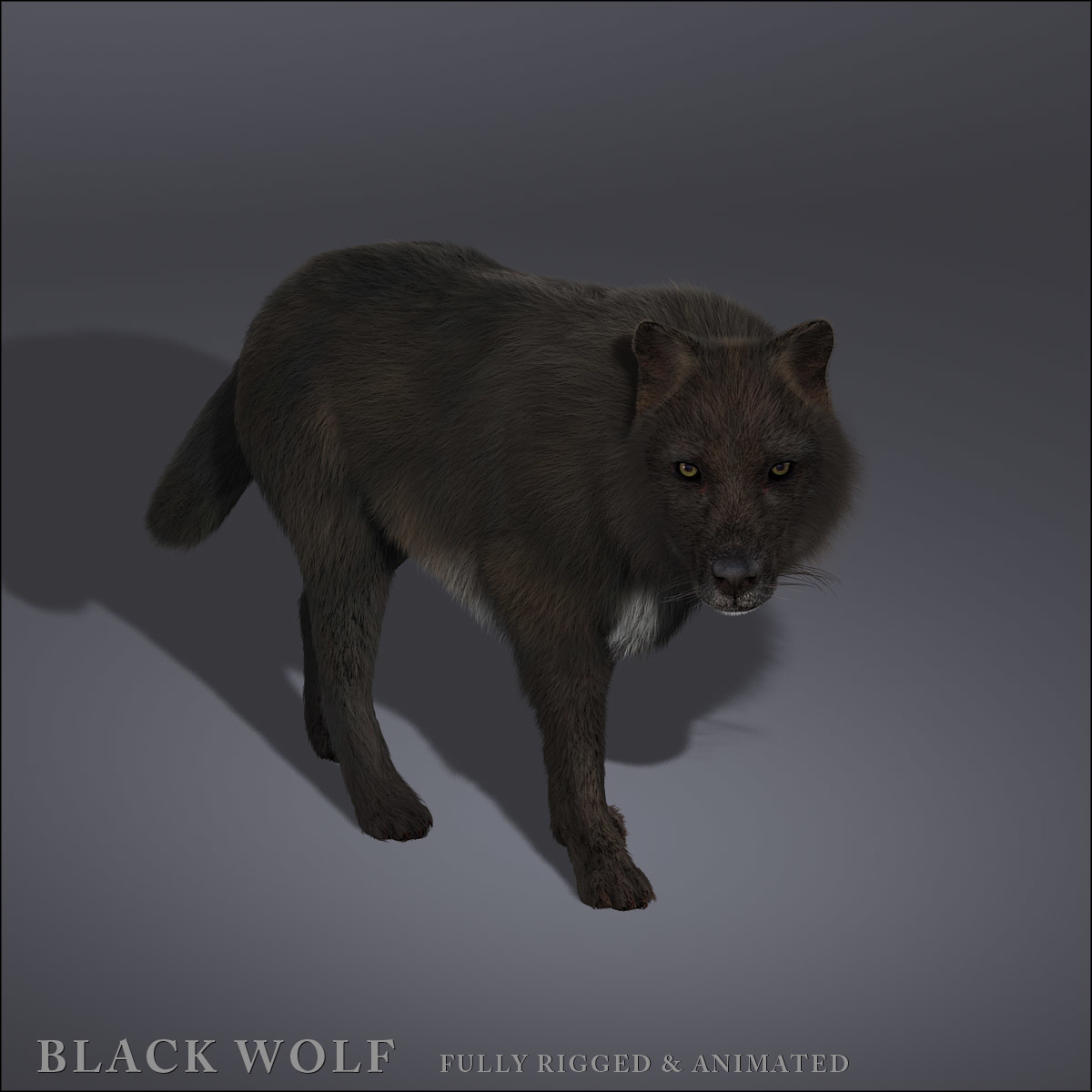 black fur animation wolf 3d ma