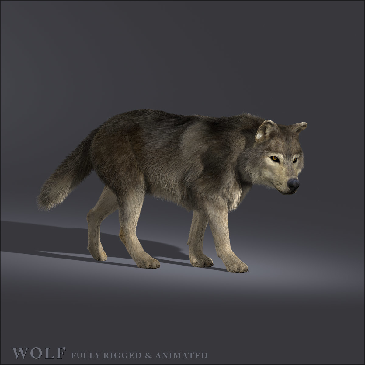 fur animation wolf 3d model