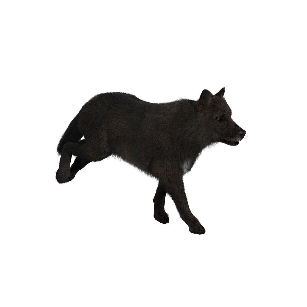 black fur animation wolf 3d ma