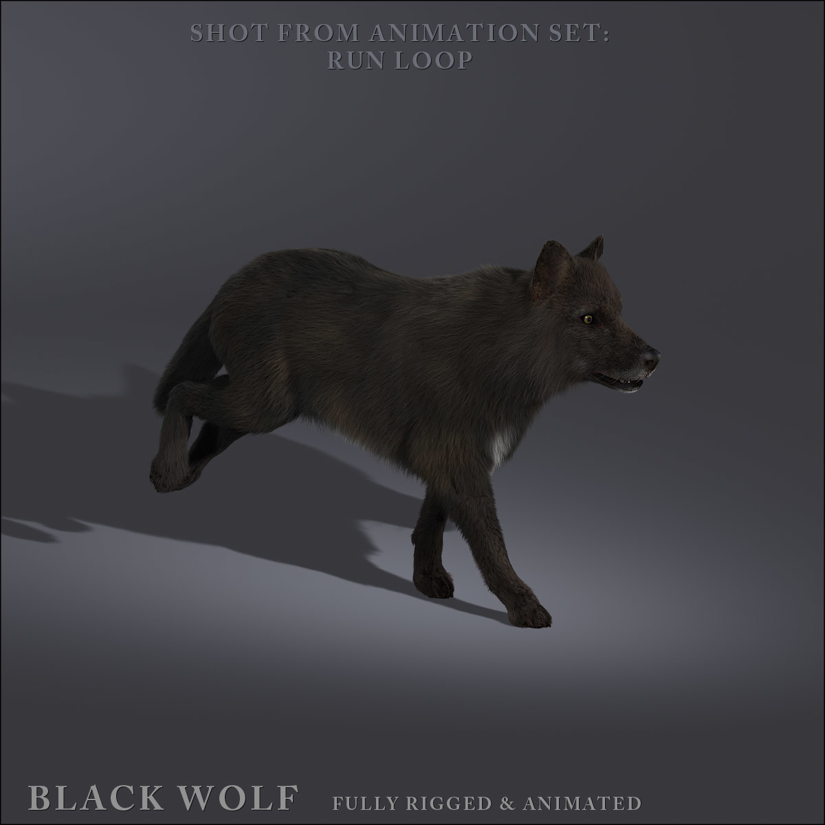 black fur animation wolf 3d ma
