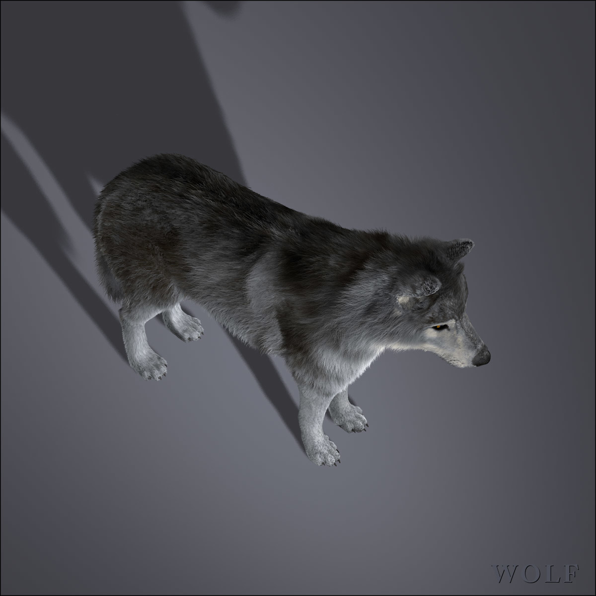 fur animation wolf 3d model