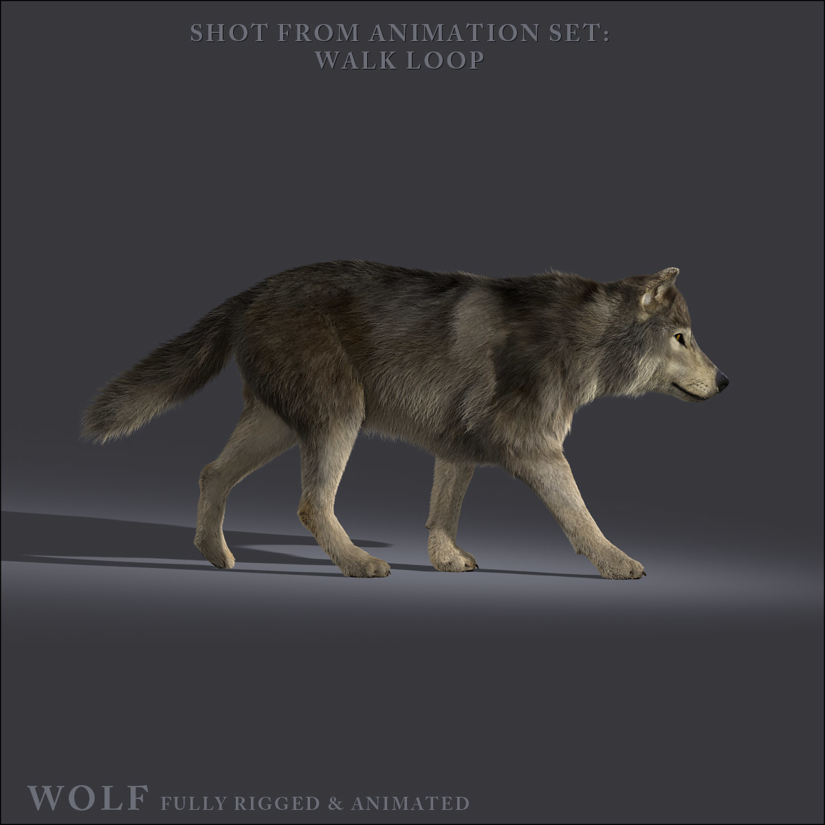 fur animation wolf 3d model