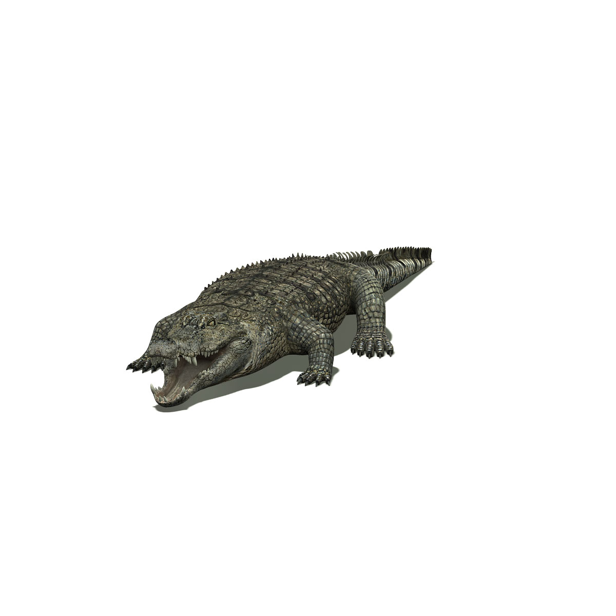 3d model photorealistic crocodile