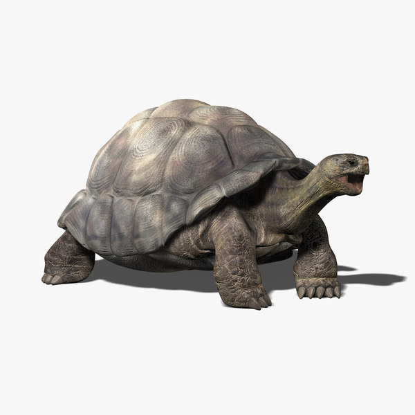 Turtle 3D Models for Download | TurboSquid