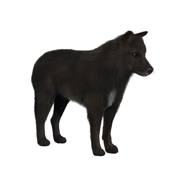 black fur animation wolf 3d ma