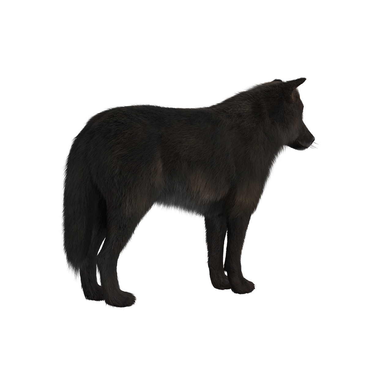 black fur animation wolf 3d ma