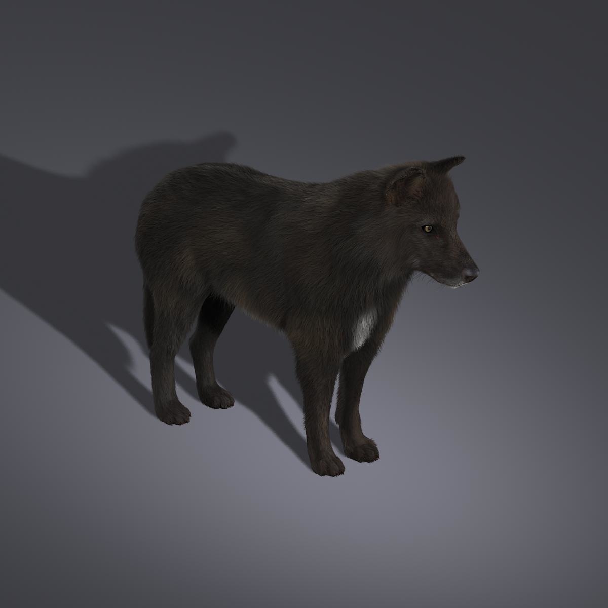 black fur animation wolf 3d ma