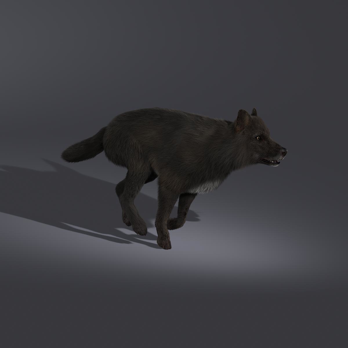 black fur animation wolf 3d ma