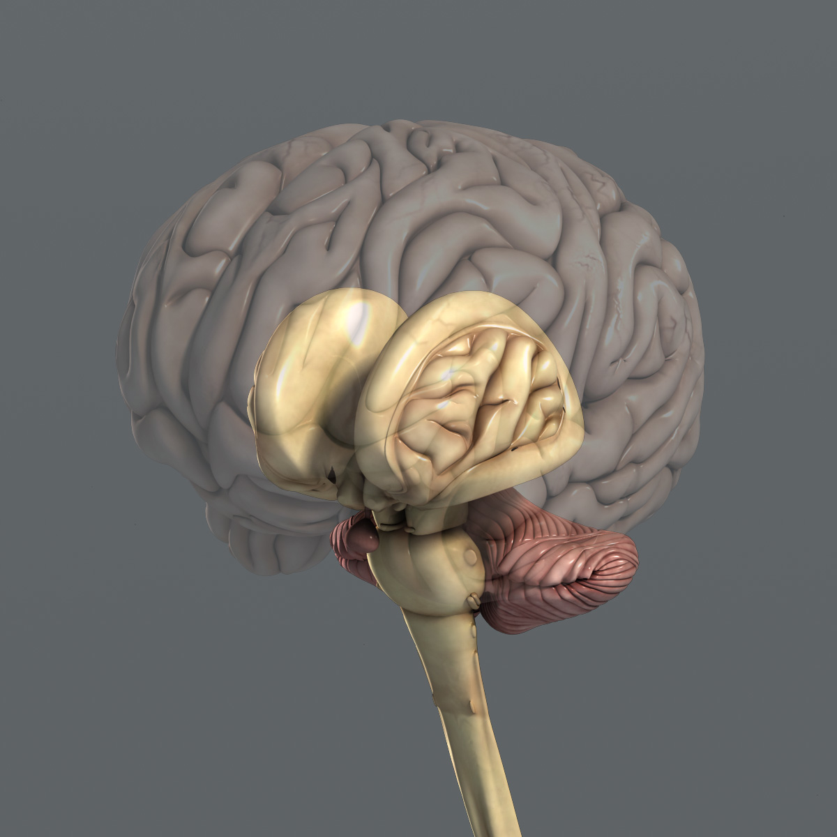 3d model medically nervous brain cerebellum
