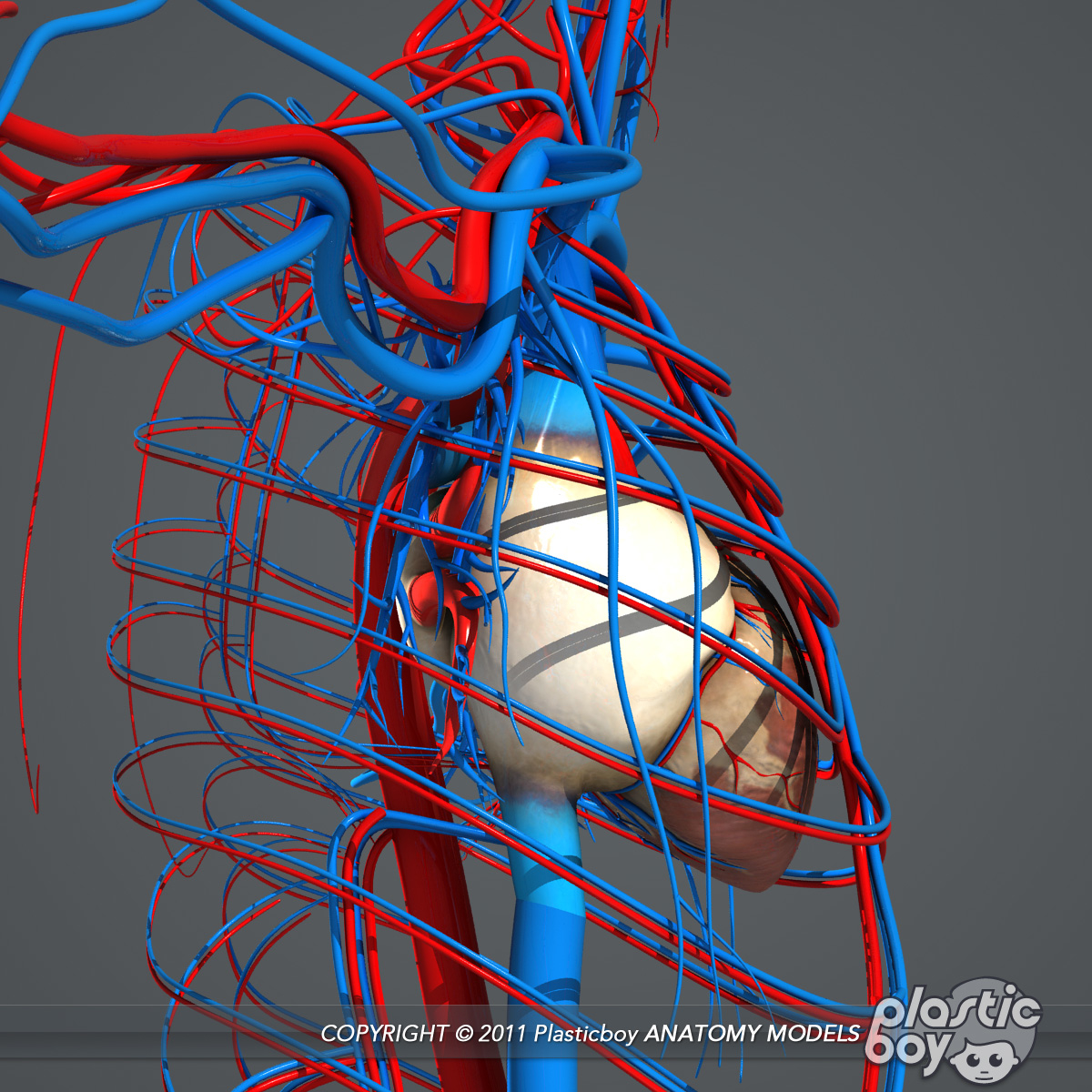 circulatory skeletal systems anatomy heart 3d model