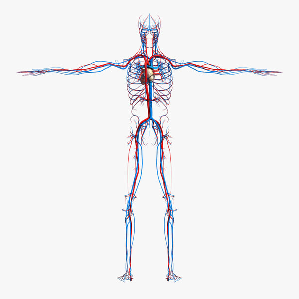 3d circulatory heart model