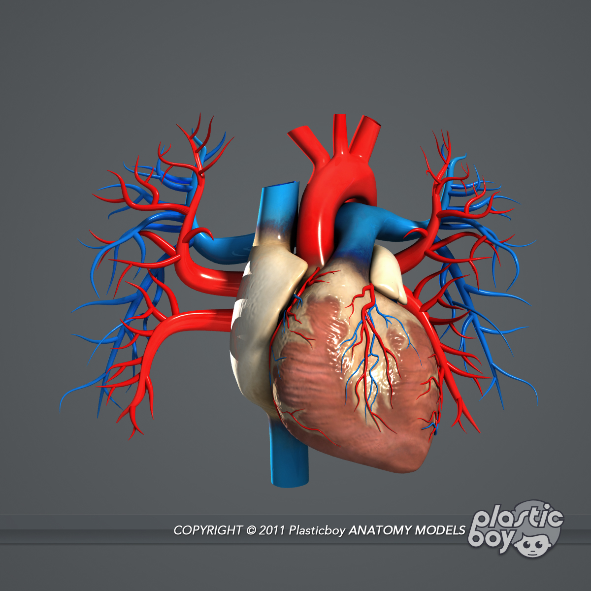 circulatory skeletal systems anatomy heart 3d model