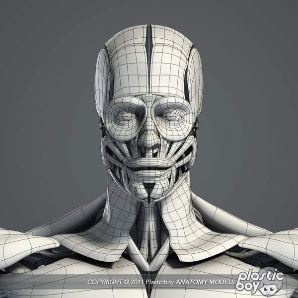 complete male anatomy 3d model