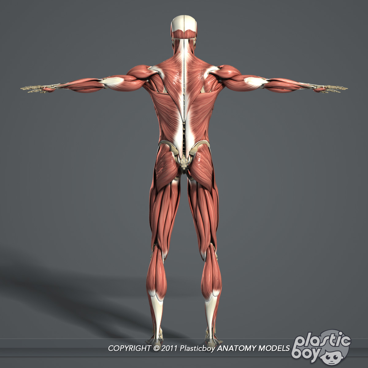 male muscular skeletal systems 3d c4d