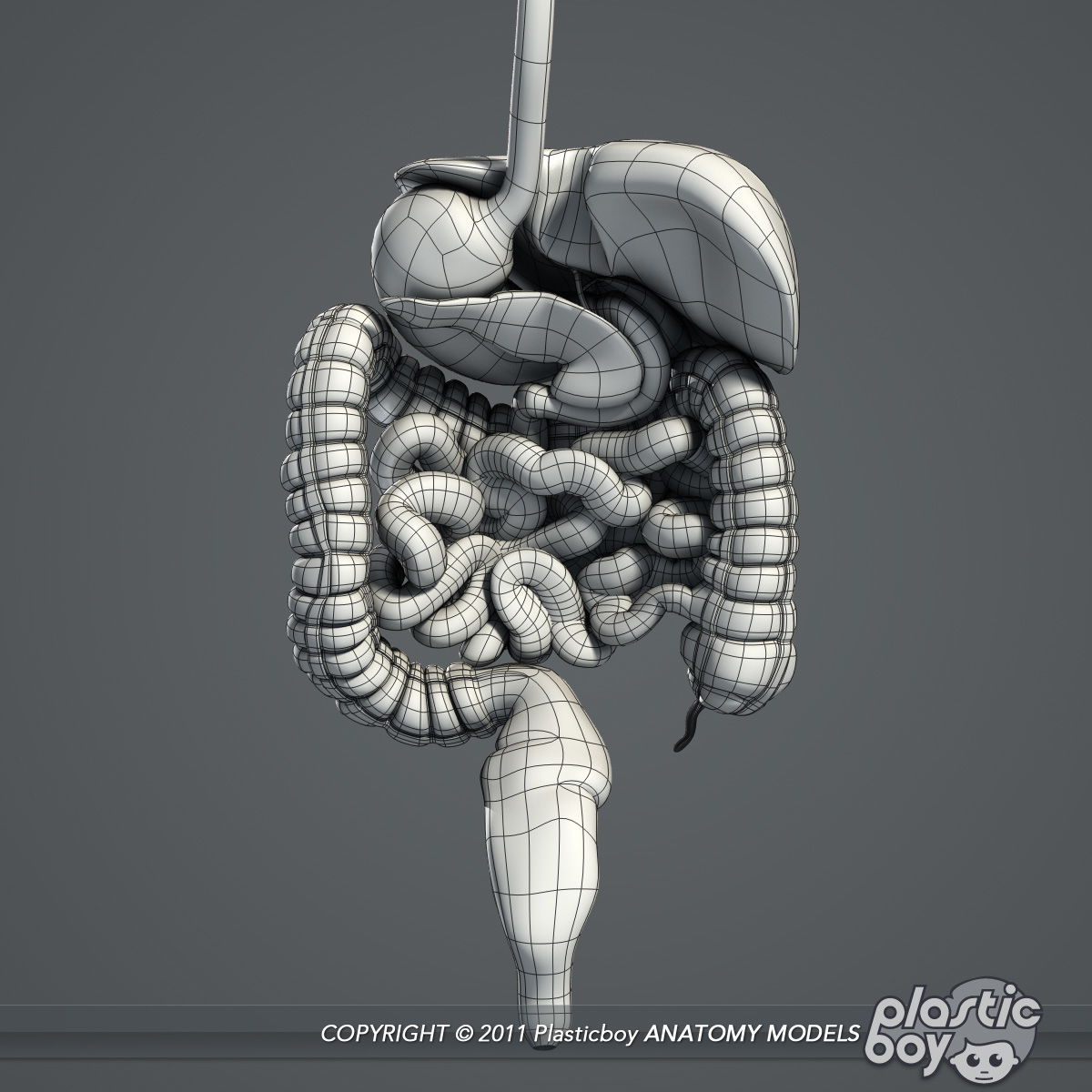 3d medically human digestive stomach