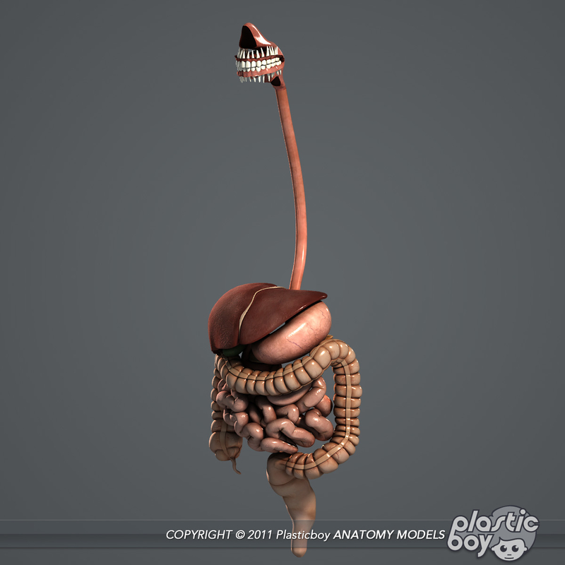 3d medically human digestive stomach