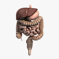 realistic human digestive 3ds