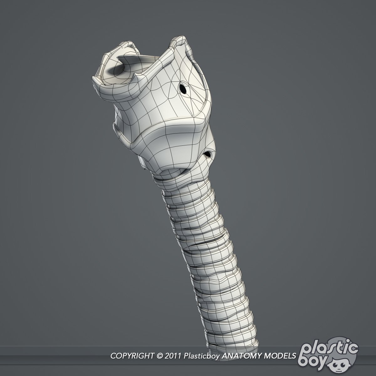 medically human larynx 3d model