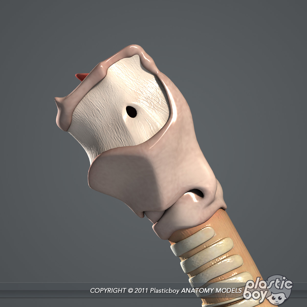 medically human larynx 3d model