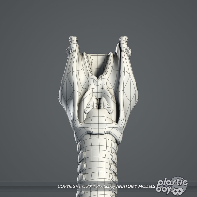 medically human larynx 3d model