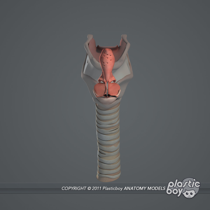 medically human larynx 3d model