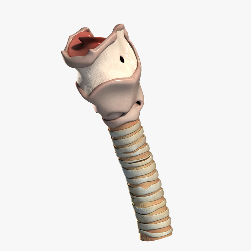 medically human larynx 3d model