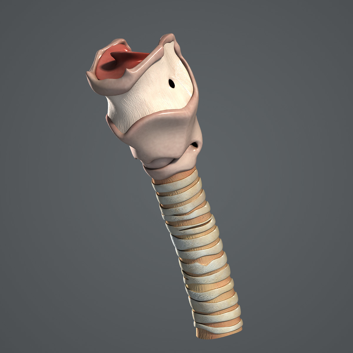 medically human larynx 3d model