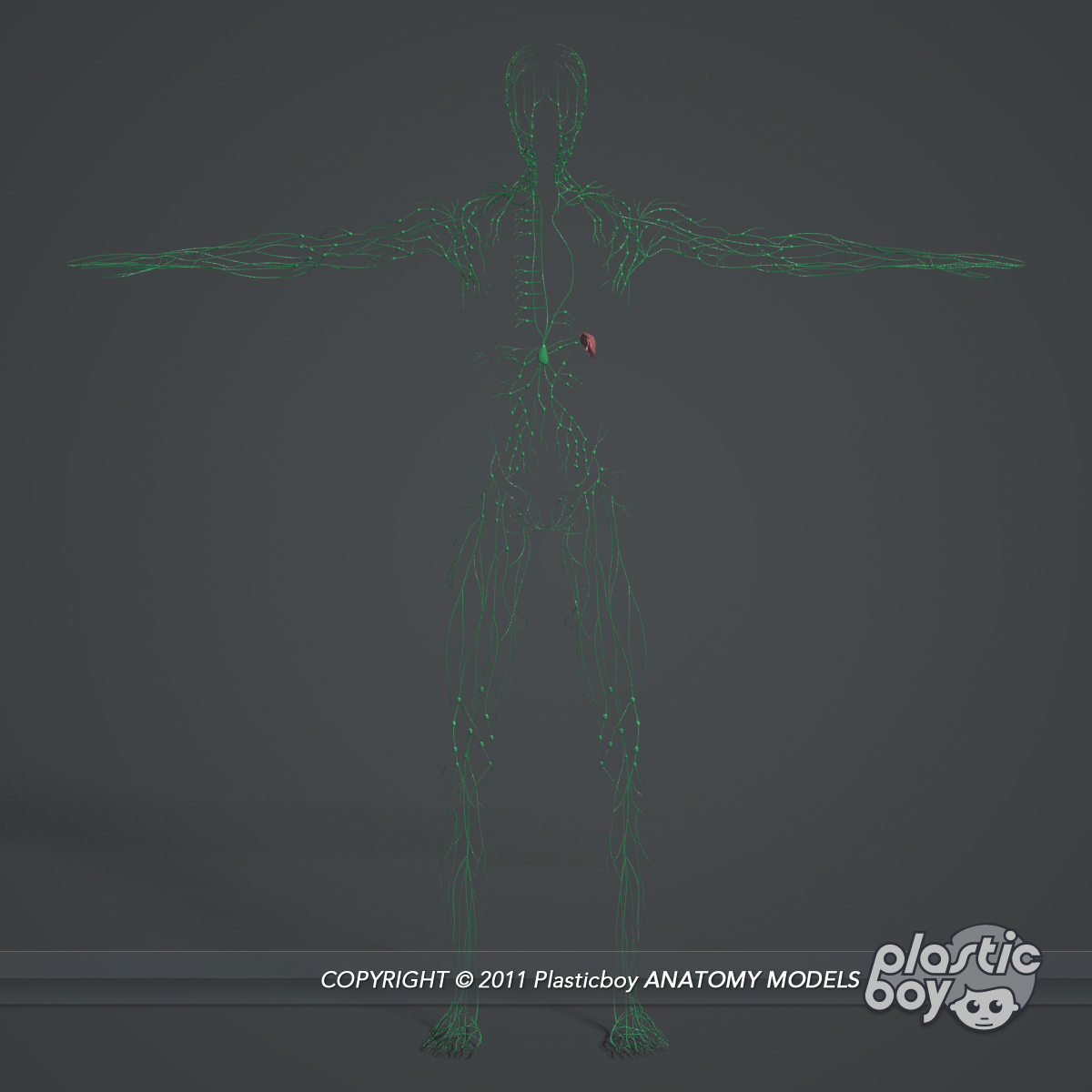 3d model medically lymphatic lymph