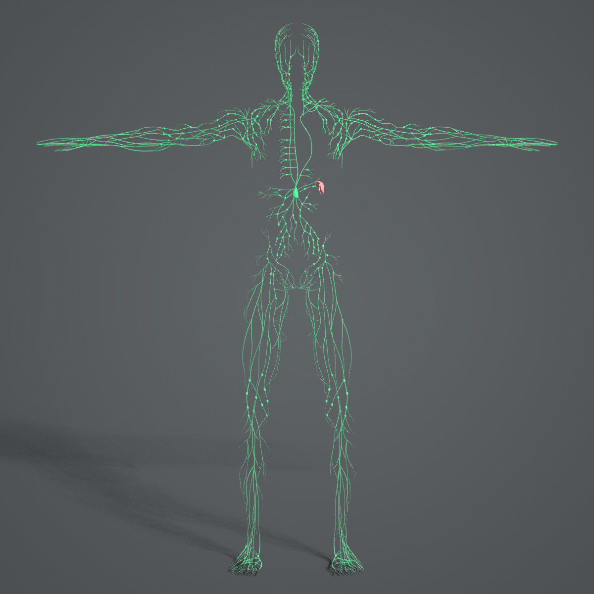 3d model medically lymphatic lymph