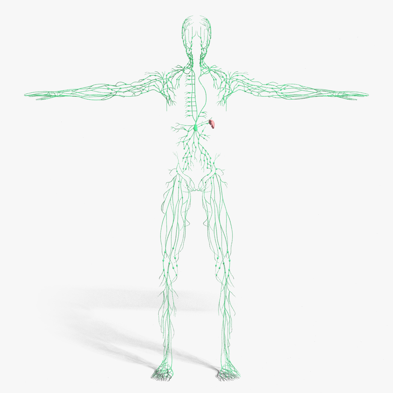 3d model medically lymphatic lymph