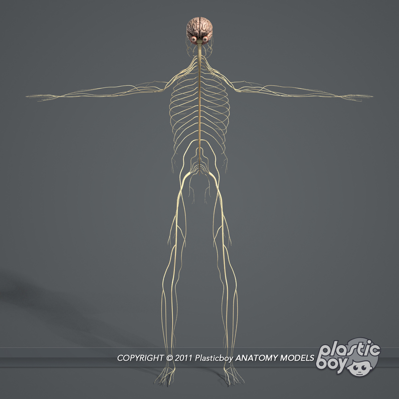 3d model of essential male anatomy circulatory