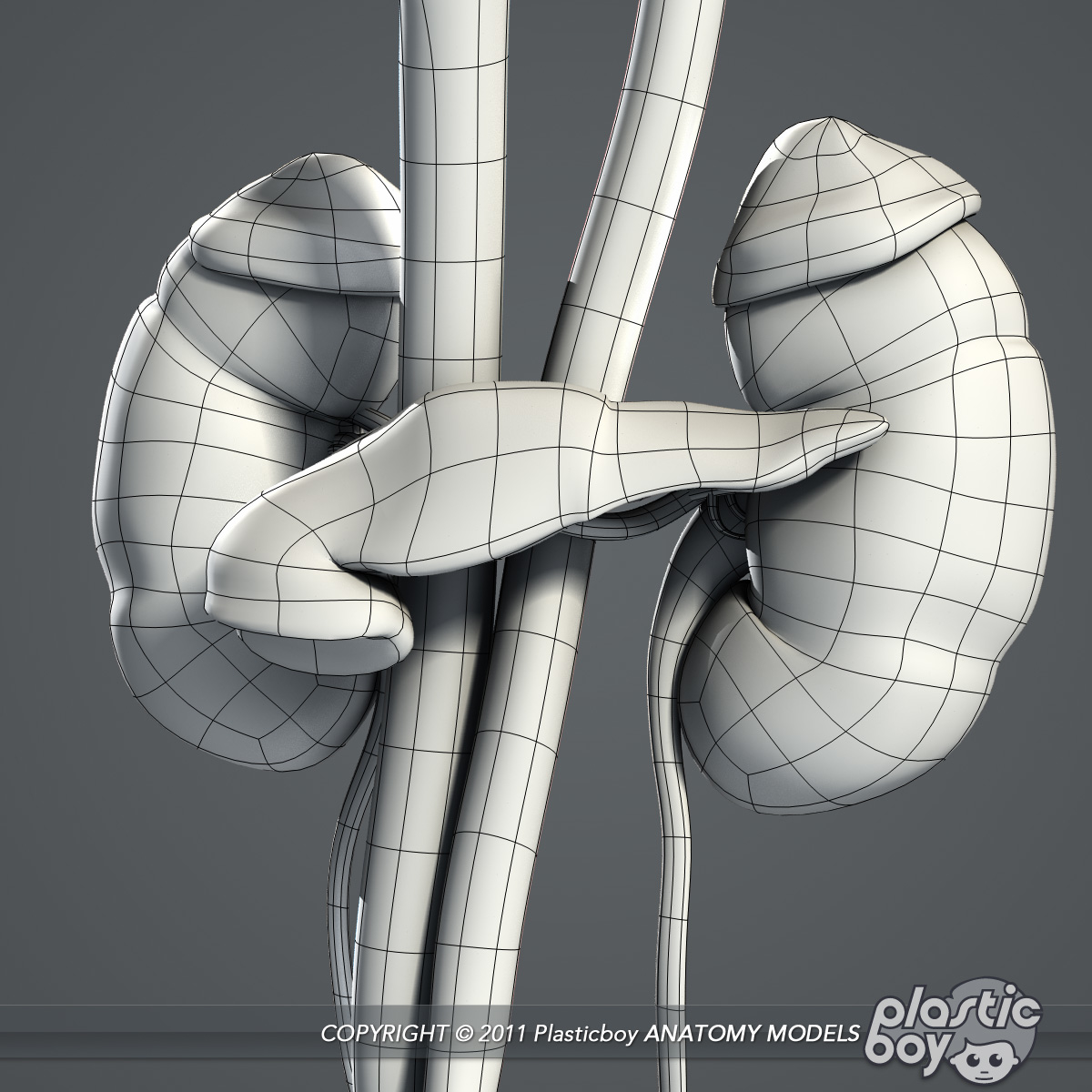 medically reproductive urinary systems 3d 3ds