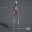 3d essential female anatomy model