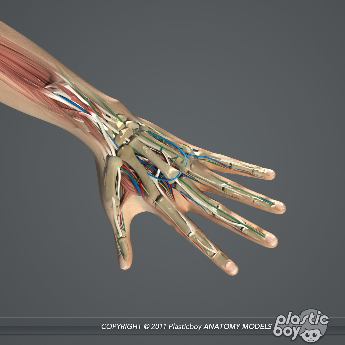 obj complete female anatomy