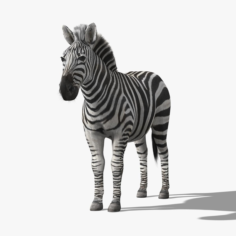 3dsmax photorealistic zebra fur