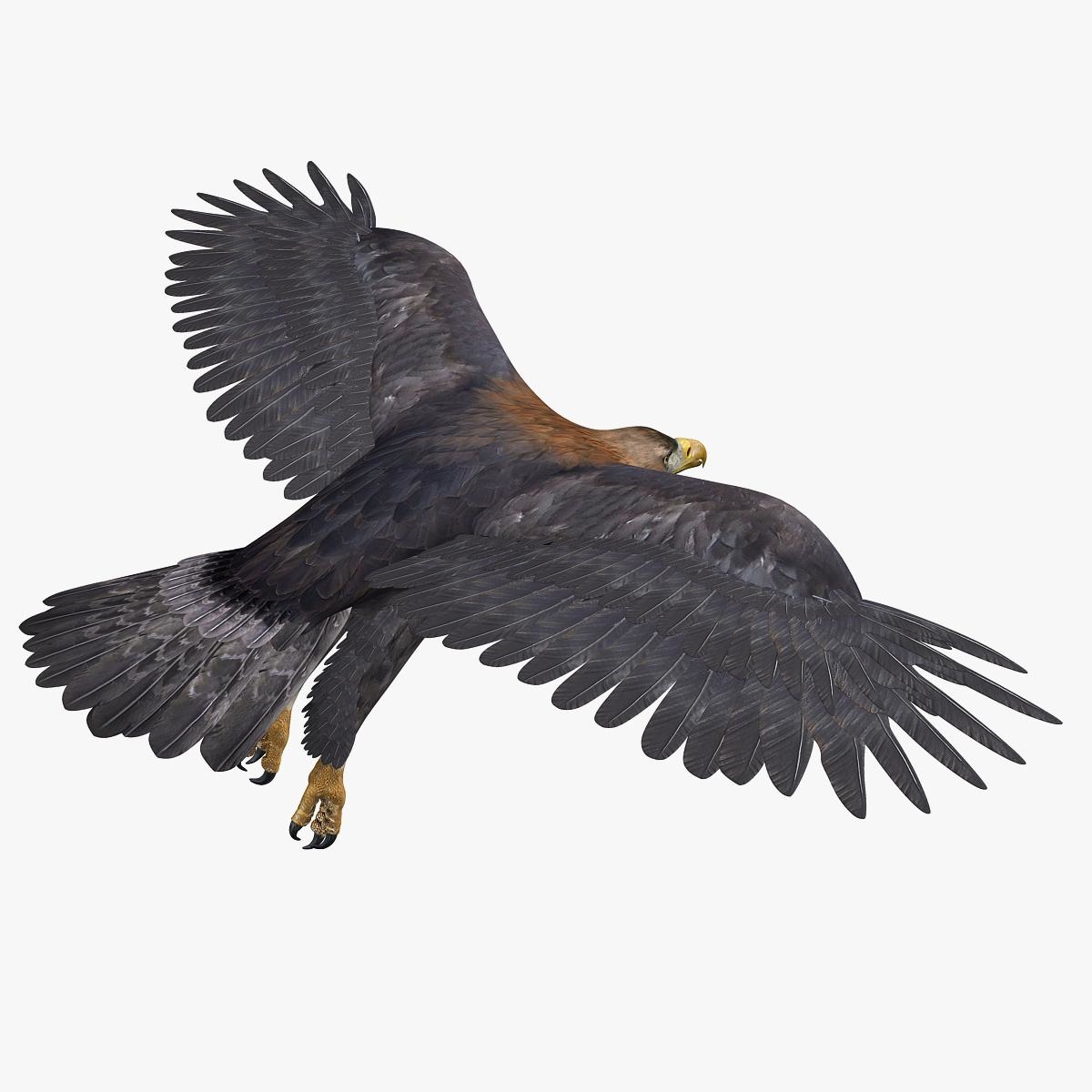 golden eagle 3d model