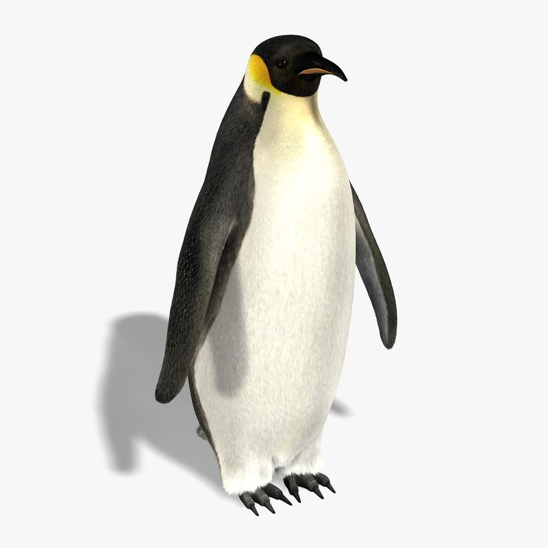 3d penguin fur model