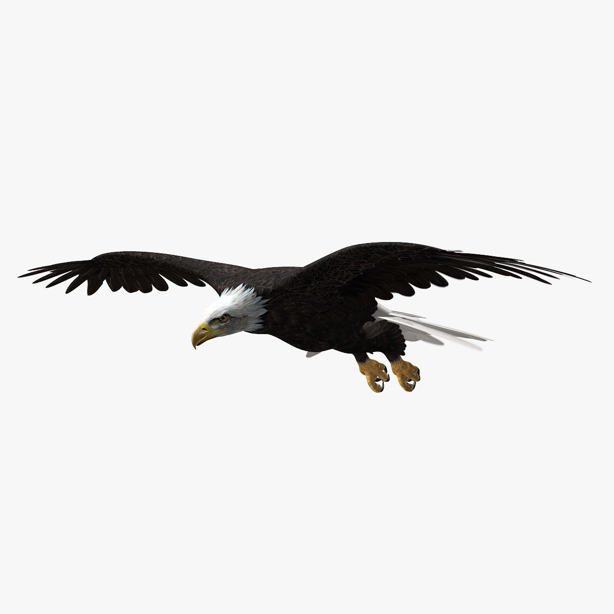3d american bald eagle animation model