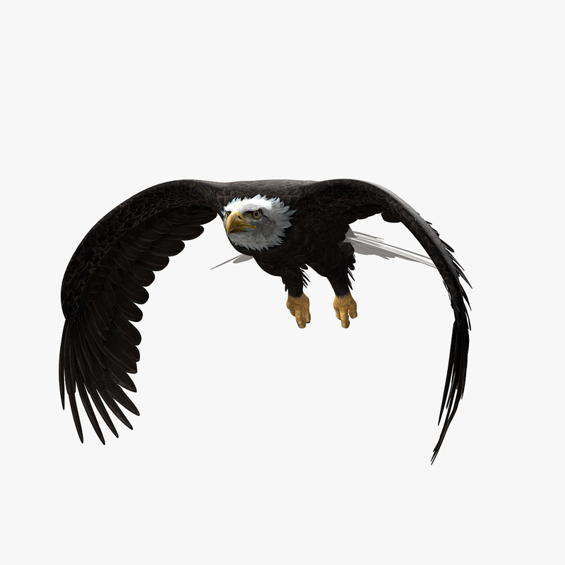 3d american bald eagle animation model
