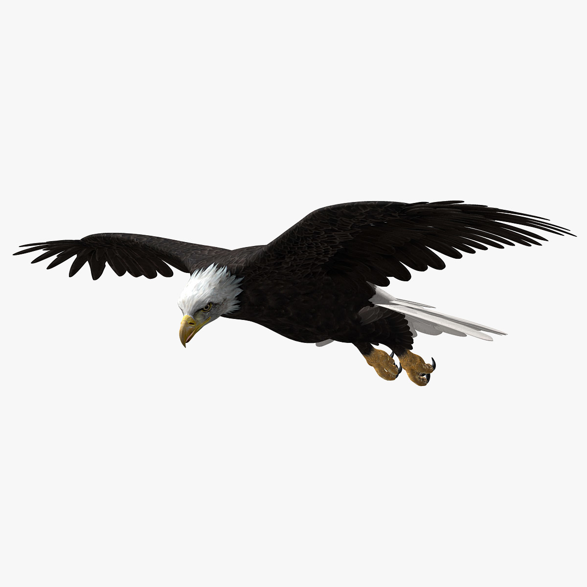 3d american bald eagle animation model