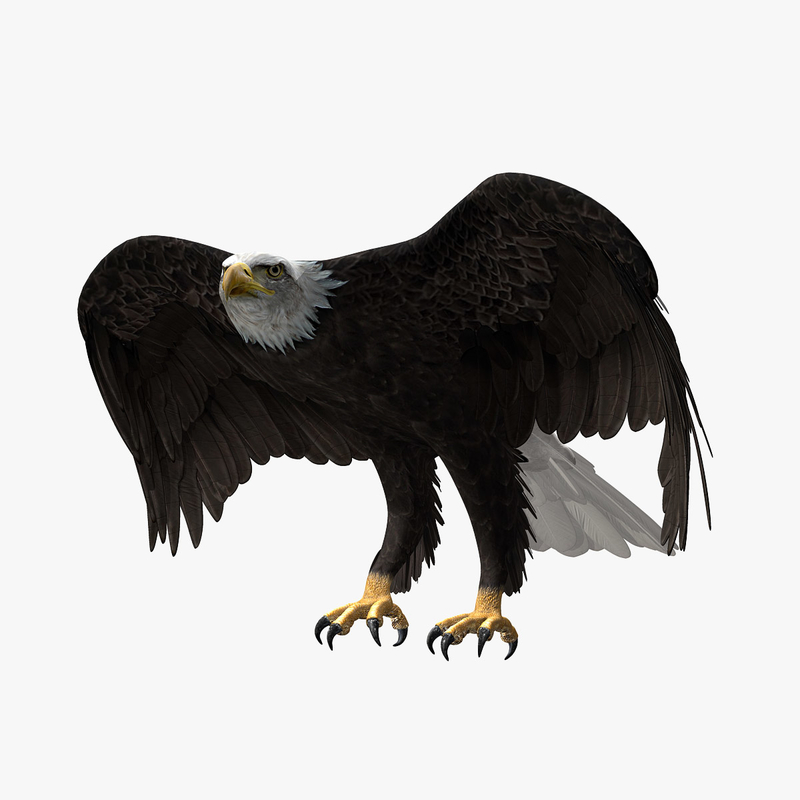 3d american bald eagle animation model