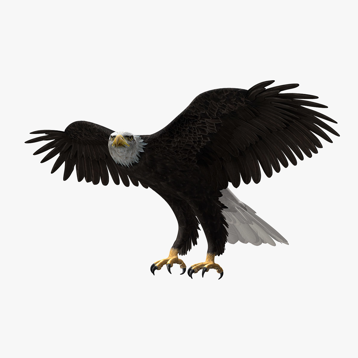 3d american bald eagle animation model