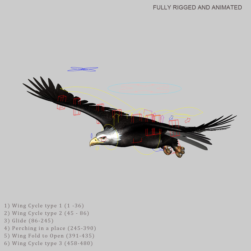 3d american bald eagle animation model