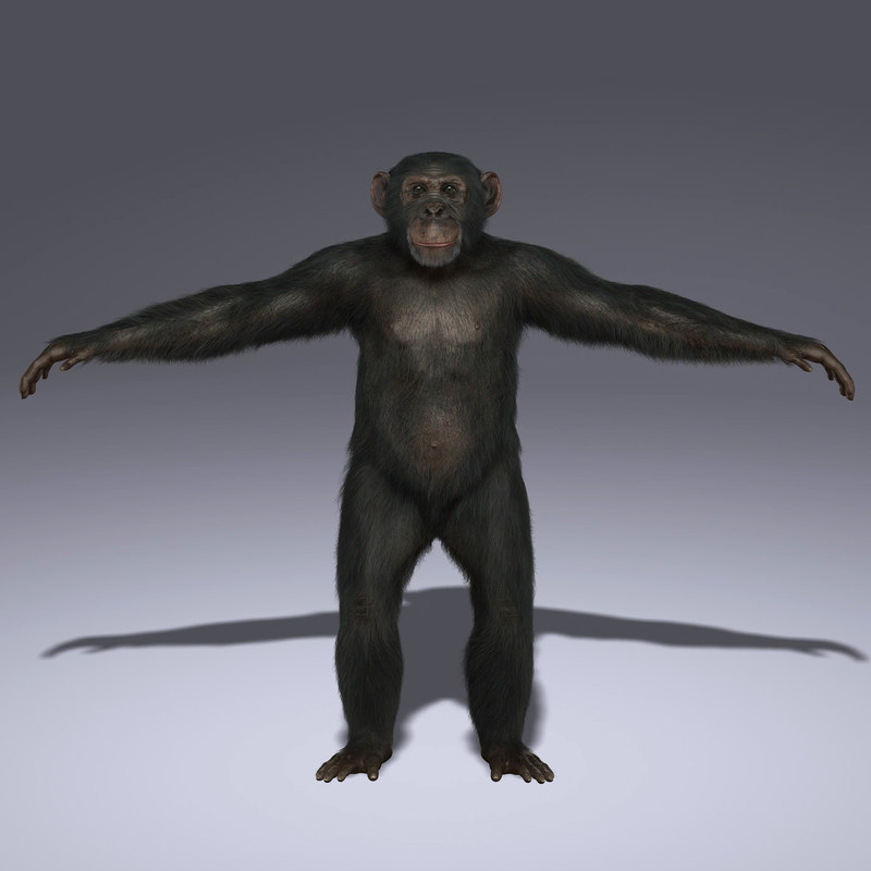 chimp fur 3d ma