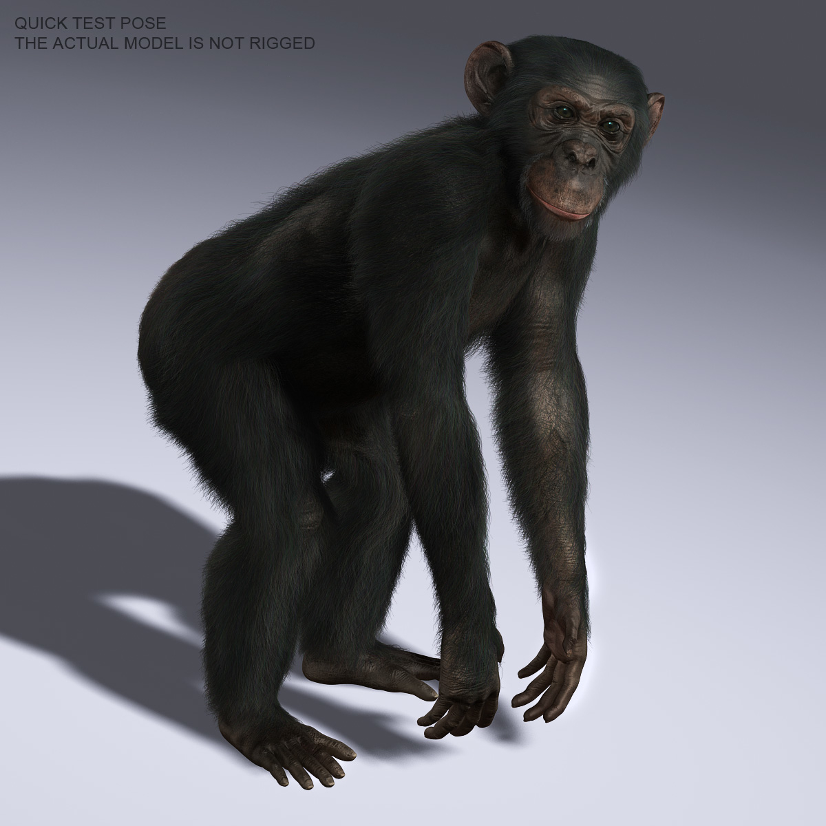 chimp fur 3d ma