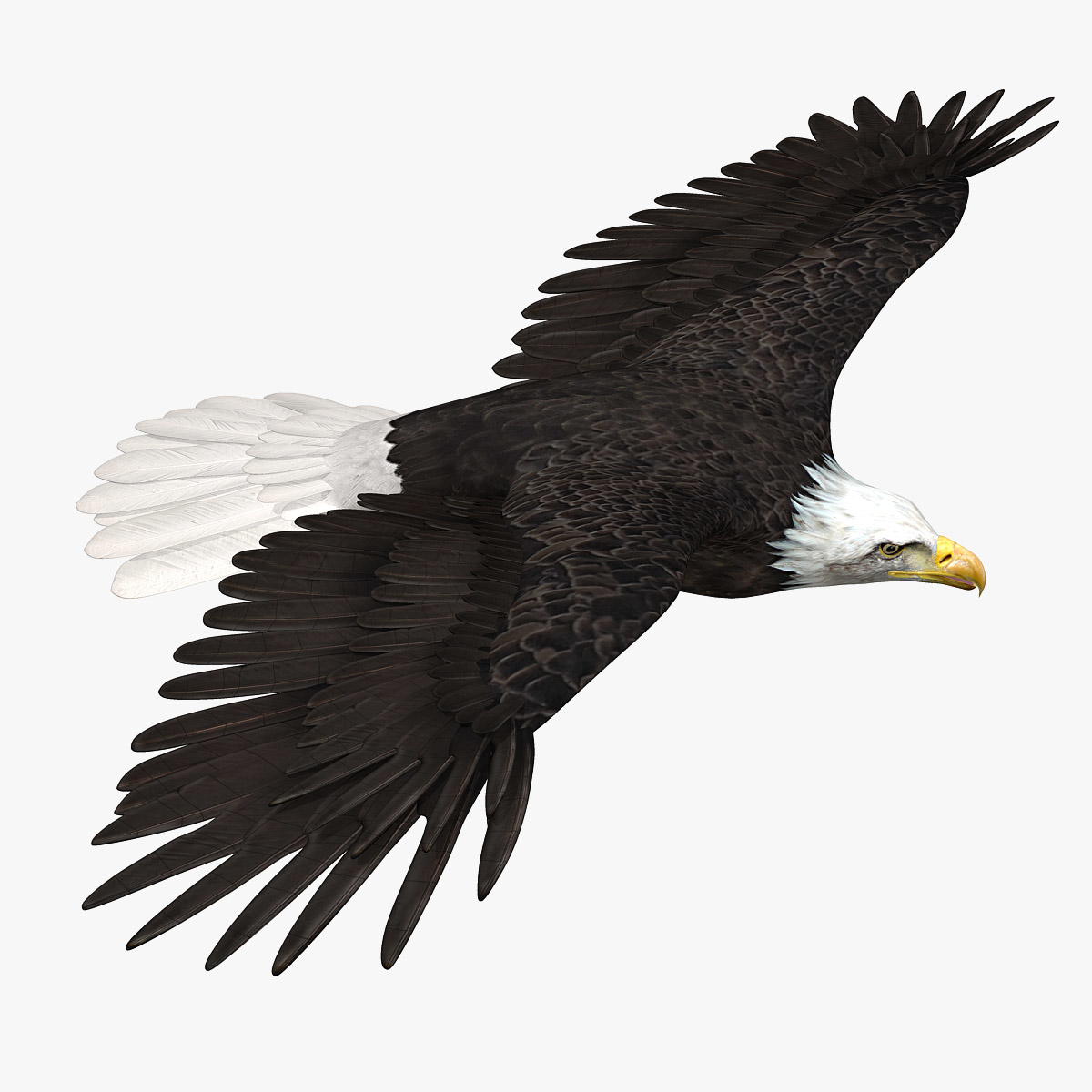 3d american bald eagle animation model