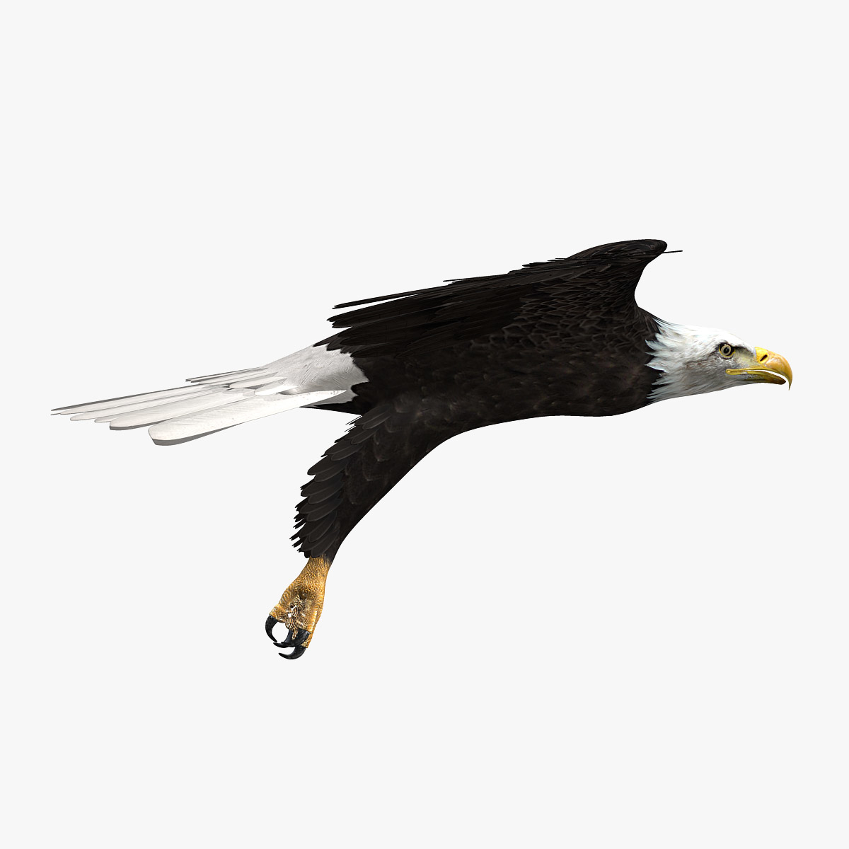 3d american bald eagle animation model