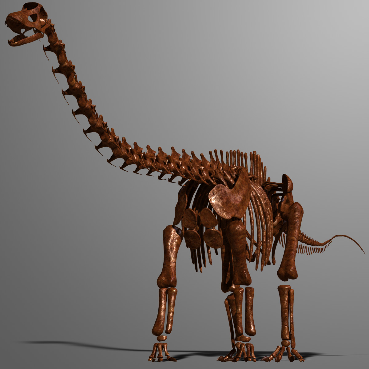 3d dino skeleton diplodocus bones