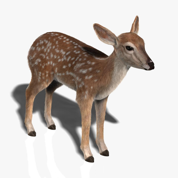 Deer 3D Models for Download | TurboSquid