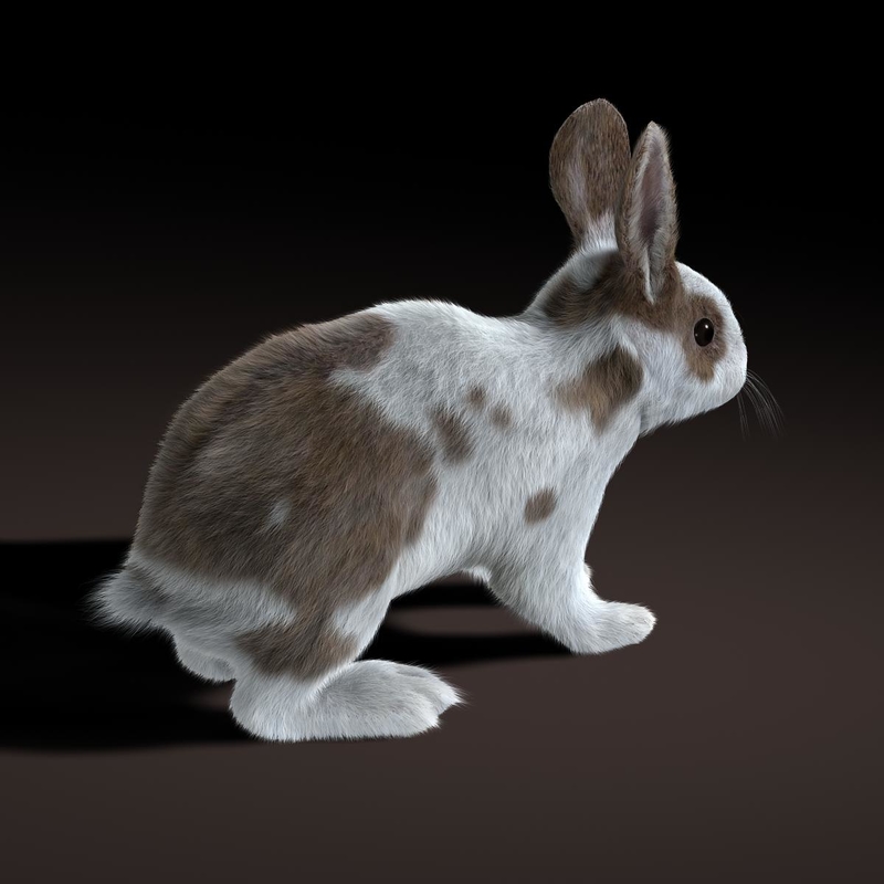 rabbit spotted fur 3d obj